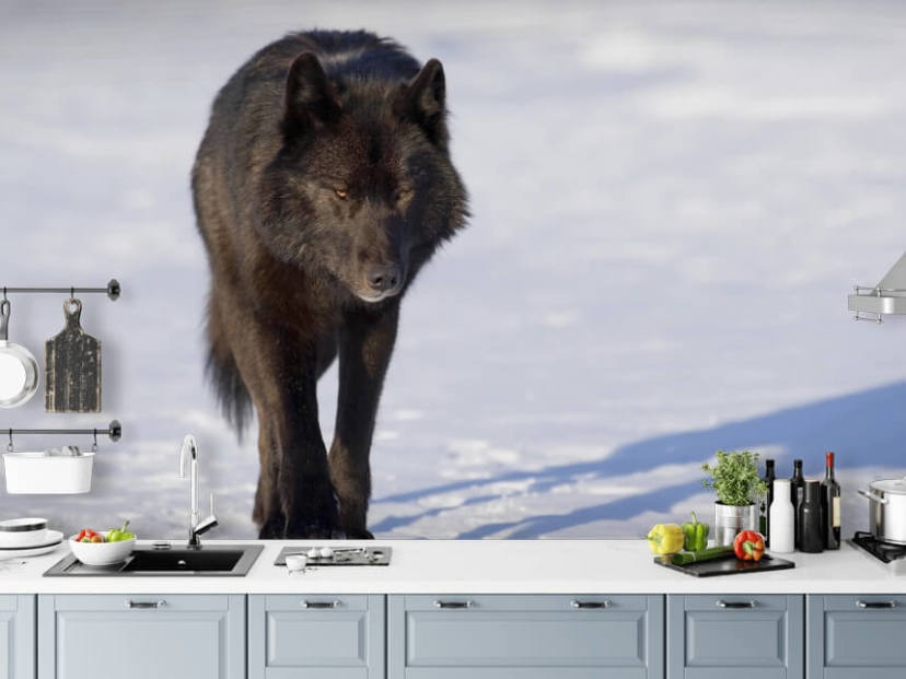 Wolf Wallpaper and Wall Murals | Wallsauce US