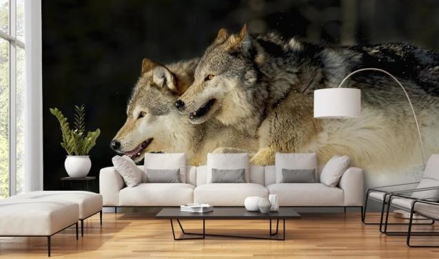 Wolf Wallpaper and Wall Murals | Wallsauce UK