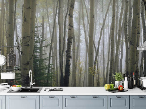 Birch Tree Wallpaper & Wall Murals | Wallsauce US