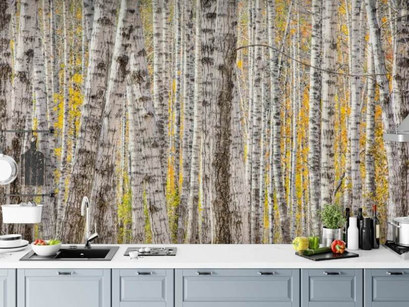 Birch Tree Wallpaper & Wall Murals | Wallsauce UK