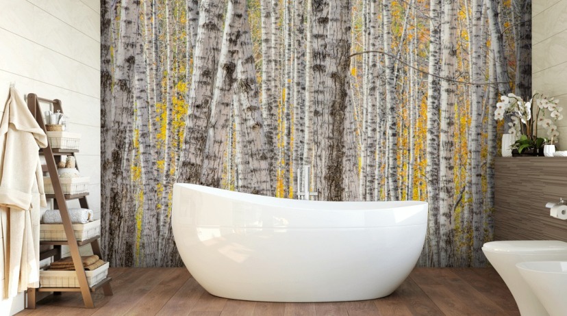 Birch Tree Wallpaper & Wall Murals | Wallsauce US