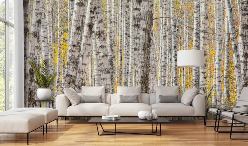 Birch Tree Wallpaper & Wall Murals | Wallsauce UK