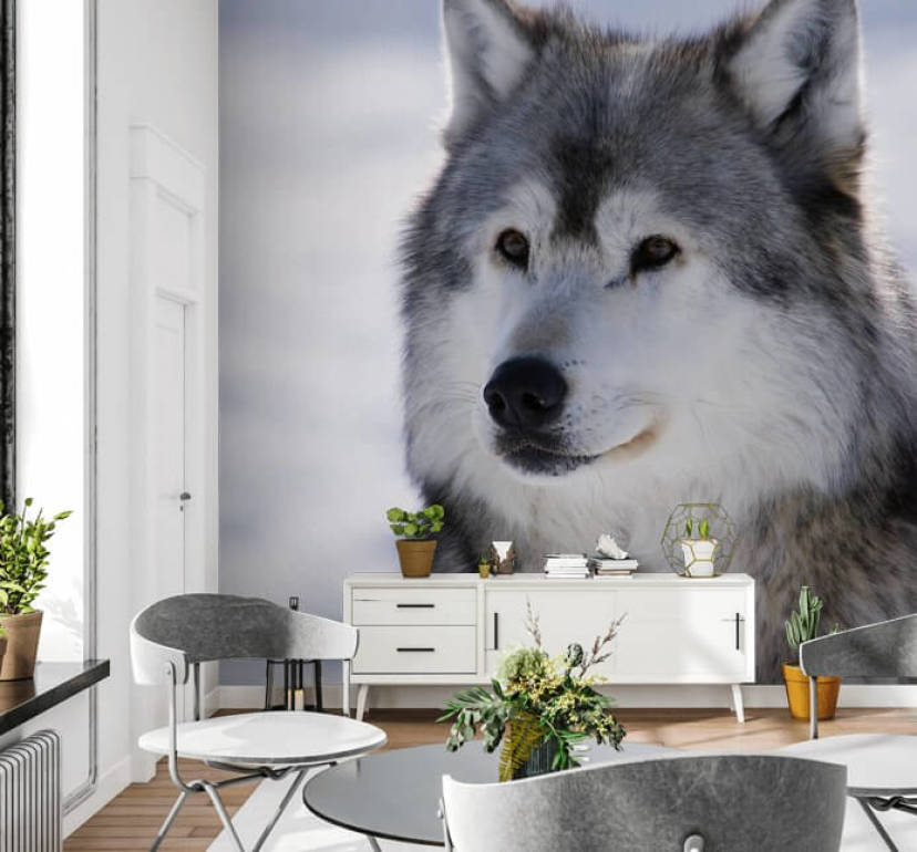 Wolf Wallpaper and Wall Murals | Wallsauce UK