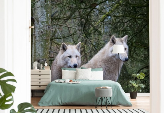 Wolf Wallpaper and Wall Murals | Wallsauce UK