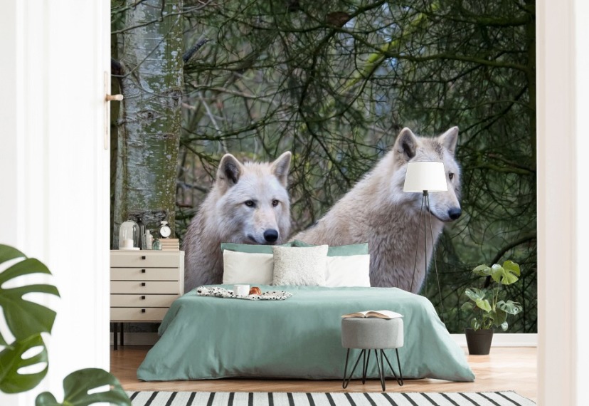 Wolf Wallpaper and Wall Murals | Wallsauce US