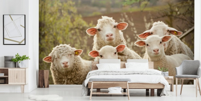 Sheep Wallpaper & Wall Murals | Wallsauce UK
