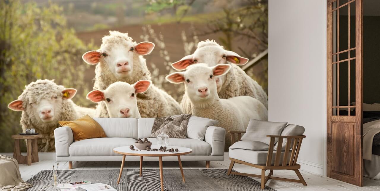 Schaf auf der Weide Wallpaper | Wallsauce DE
