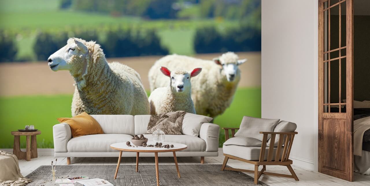Trio of Sheep Wall Mural | Wallsauce US