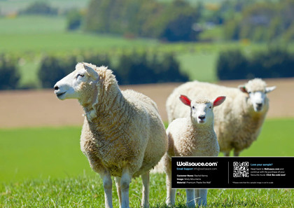 Trio of Sheep Wall Mural | Wallsauce US