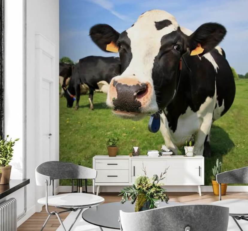 Cow Wallpaper & Wall Murals | Wallsauce US