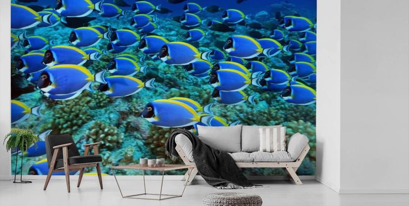 Fish Wallpaper & Tropical Fish Murals | Wallsauce NZ