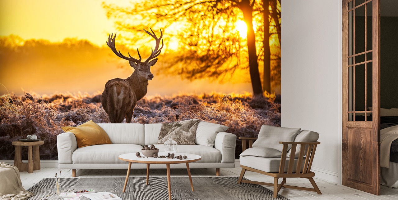 Splendida carta da parati con cervi rossi al sole mattutino | Wallsauce IT