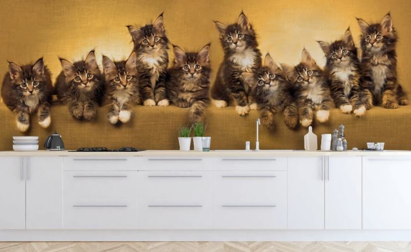 Cat Wallpaper & Wall Murals | Wallsauce US