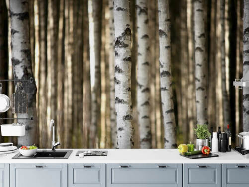 Birch Tree Wallpaper & Wall Murals | Wallsauce US