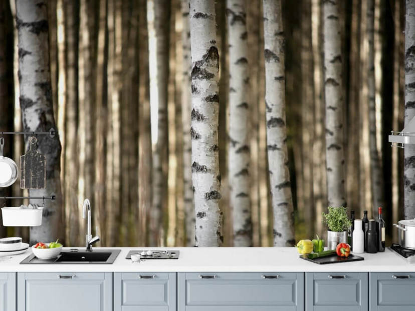 Birch Tree Wallpaper & Wall Murals | Wallsauce UK