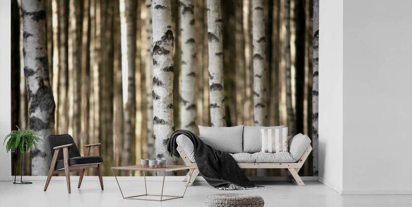 Birch Tree Wallpaper & Wall Murals | Wallsauce UK