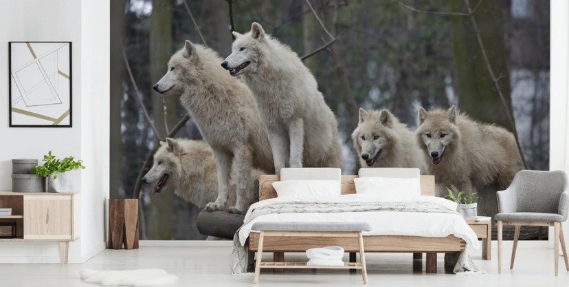 Wolf Wallpaper and Wall Murals | Wallsauce UK