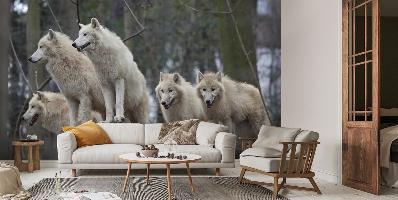 Arctic Wolf Wallpaper Wolves