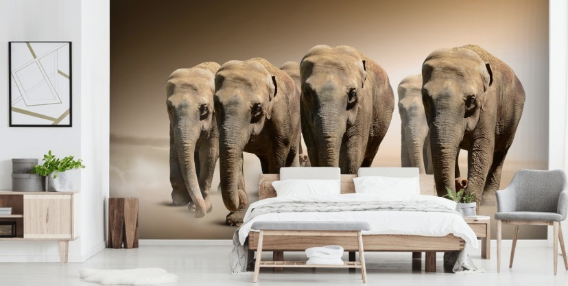 Elephant Wallpaper & Wall Murals | Wallsauce UK