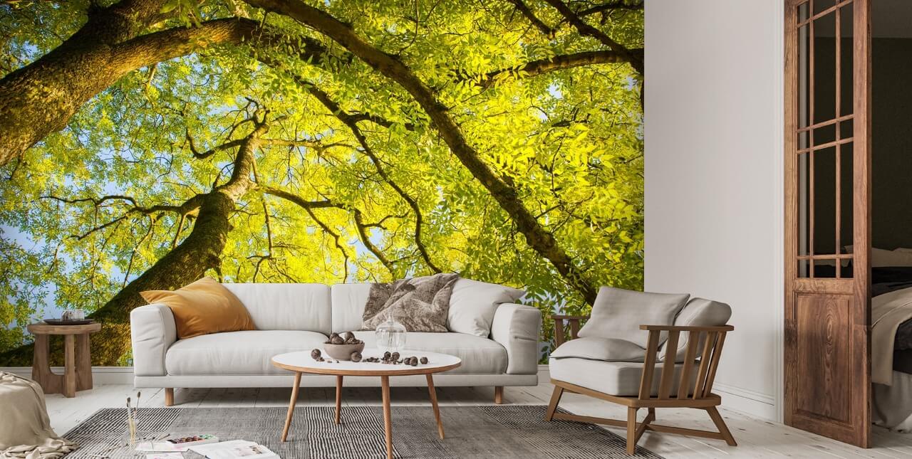 Tree Canopy Wall Mural | Wallsauce UK