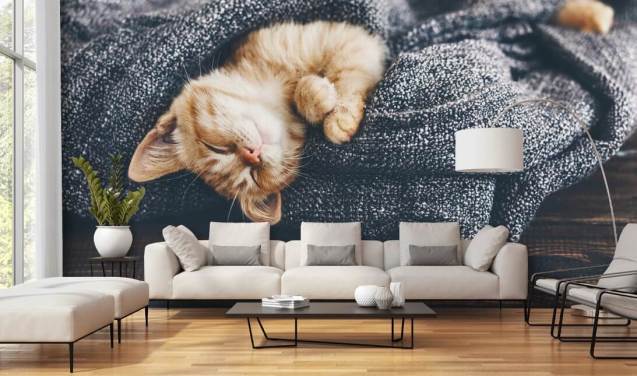 Cat Wallpaper & Wall Murals | Wallsauce US