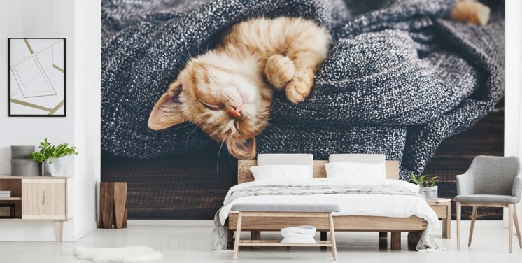 Cat Wallpaper & Wall Murals | Wallsauce US