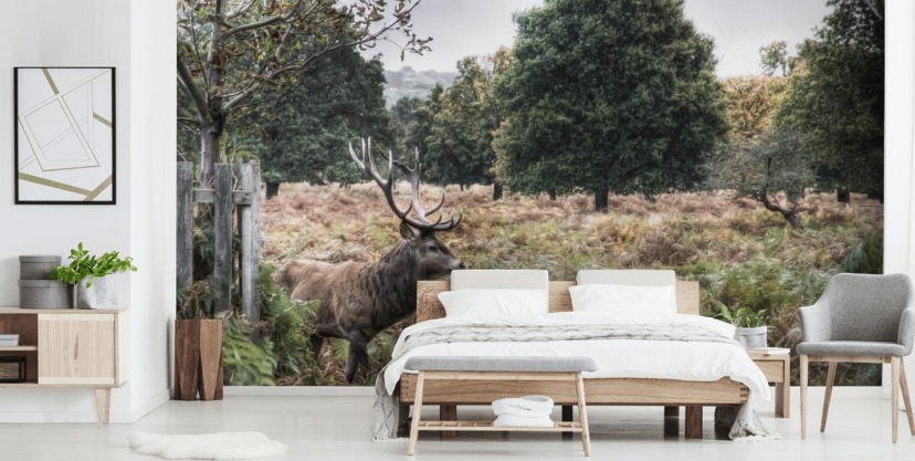Stag Wallpaper & Deer Wallpaper | Wallsauce UK