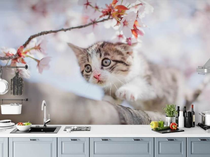 Cat Wallpaper & Wall Murals | Wallsauce US