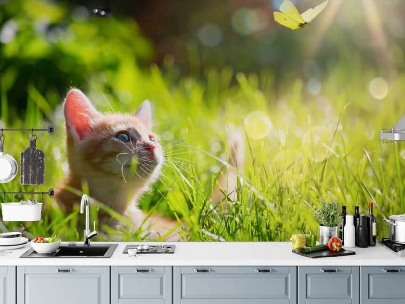 Cat Wallpaper & Wall Murals | Wallsauce US