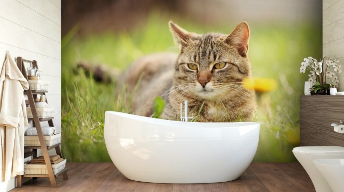 Cat Wallpaper & Wall Murals | Wallsauce US