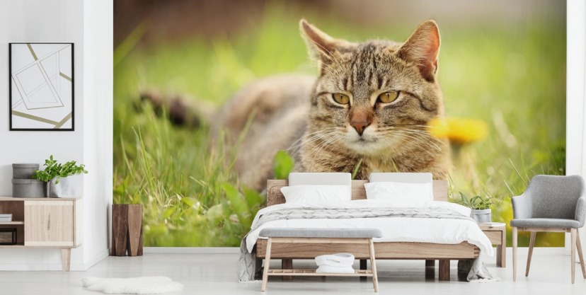 Cat Wallpaper & Wall Murals | Wallsauce US