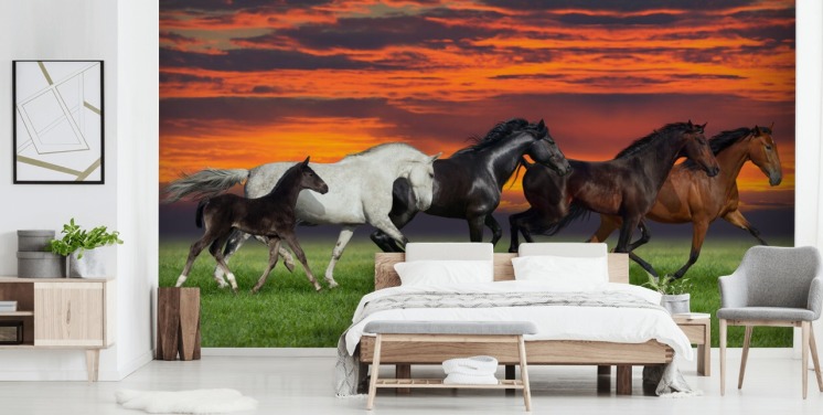 Horse Wallpaper & Wall Murals | Wallsauce US