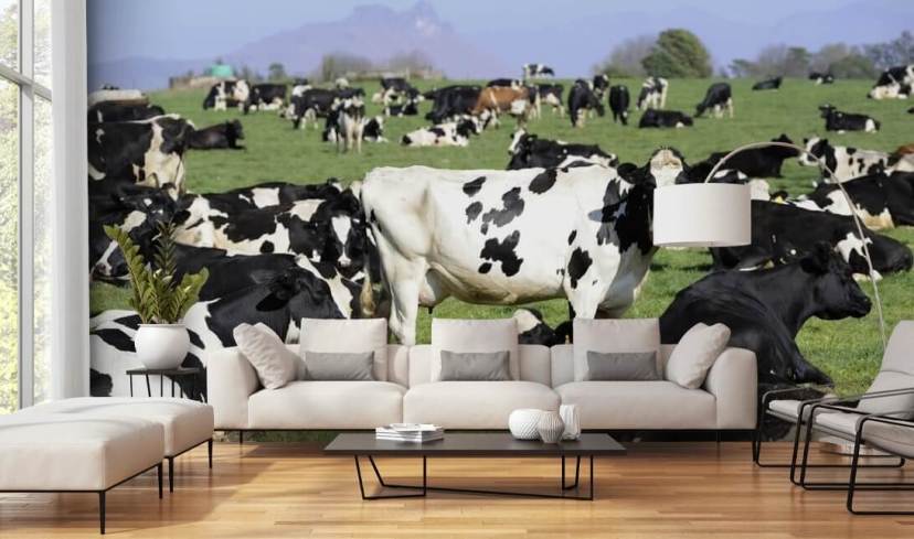 Cow Wallpaper & Wall Murals | Wallsauce US
