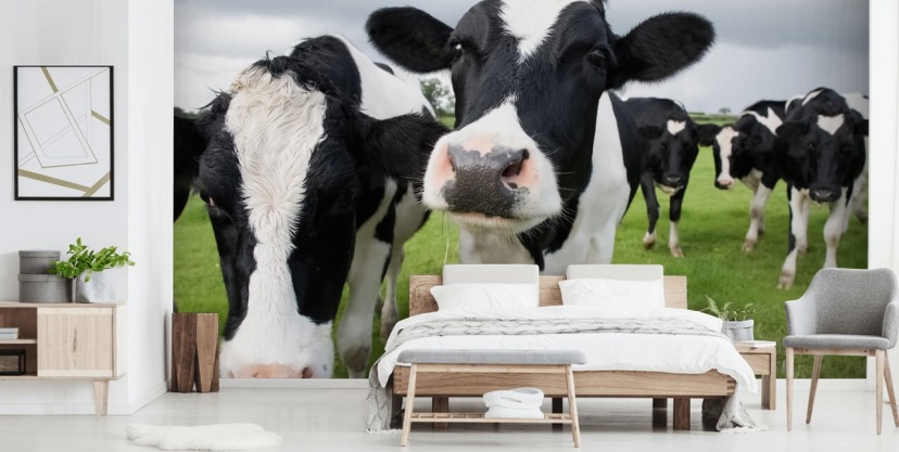 Cow Wallpaper & Wall Murals | Wallsauce US