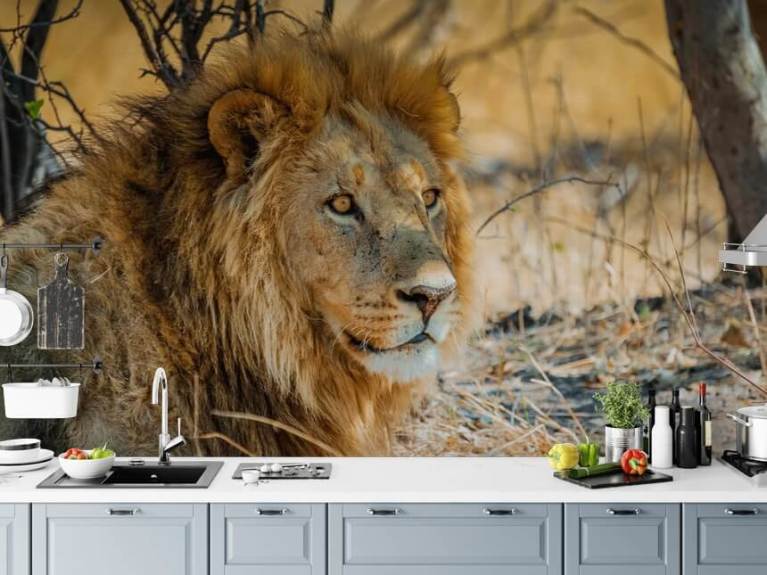 Lion Wallpaper & Wall Murals | Wallsauce UK