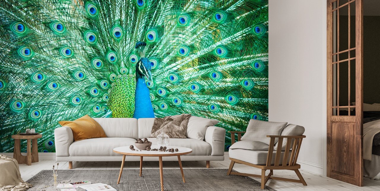 Portrait of Peacock with Feathers Out Mural | Wallsauce US