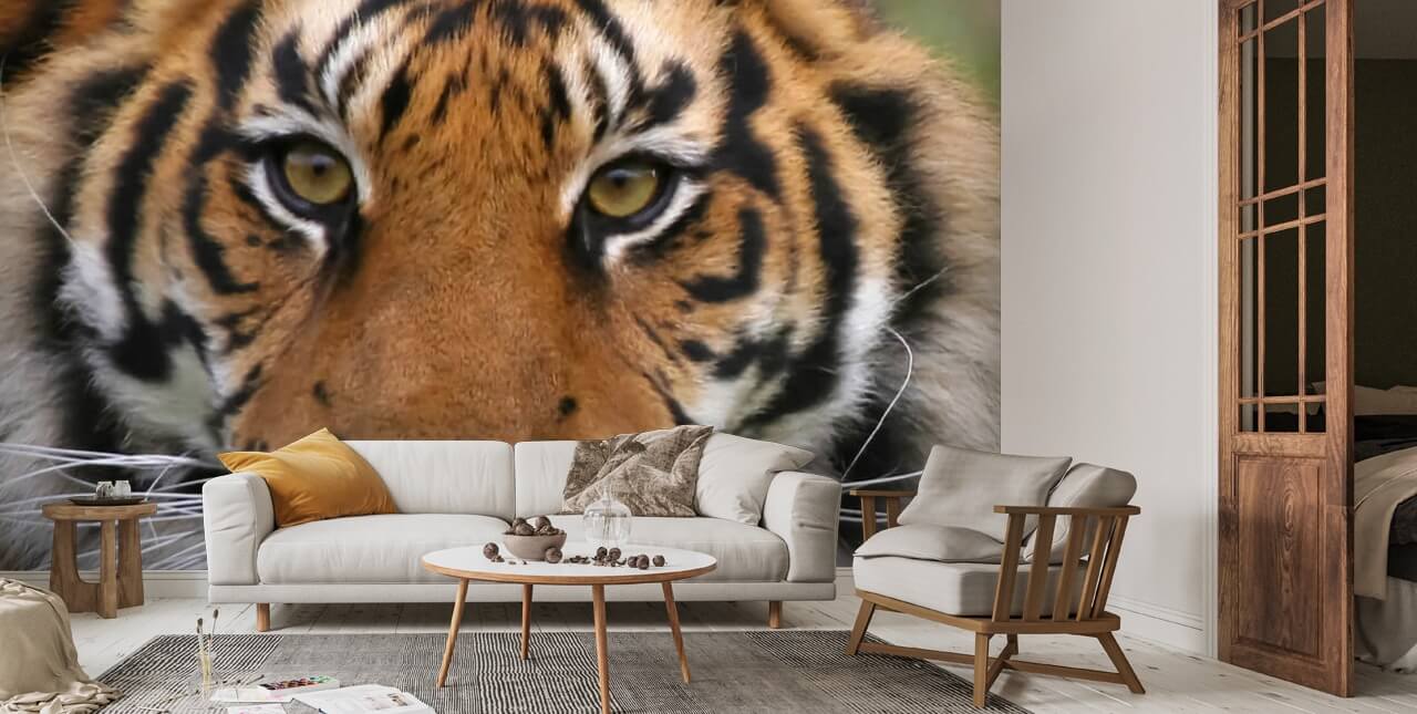 Tiger Close Up Wall Mural | Wallsauce UK