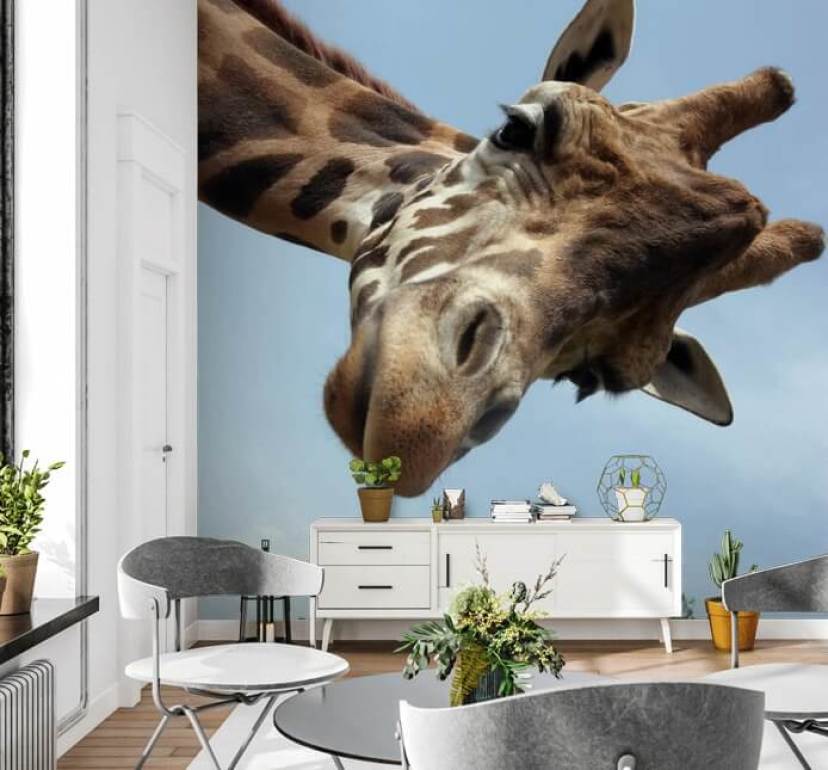 Giraffe Wallpaper & Wall Murals | Wallsauce US