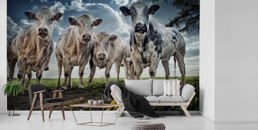 Cow Wallpaper & Wall Murals | Wallsauce US