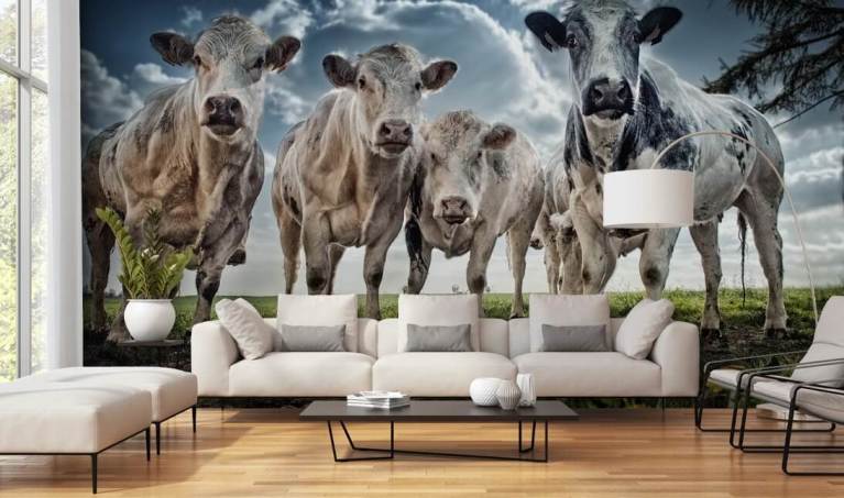 Cow Wallpaper & Wall Murals | Wallsauce US