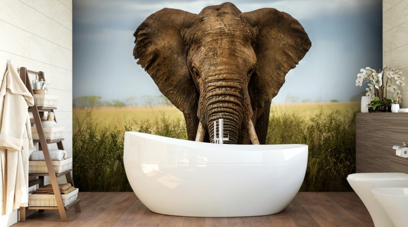 Elephant Wallpaper & Wall Murals | Wallsauce US