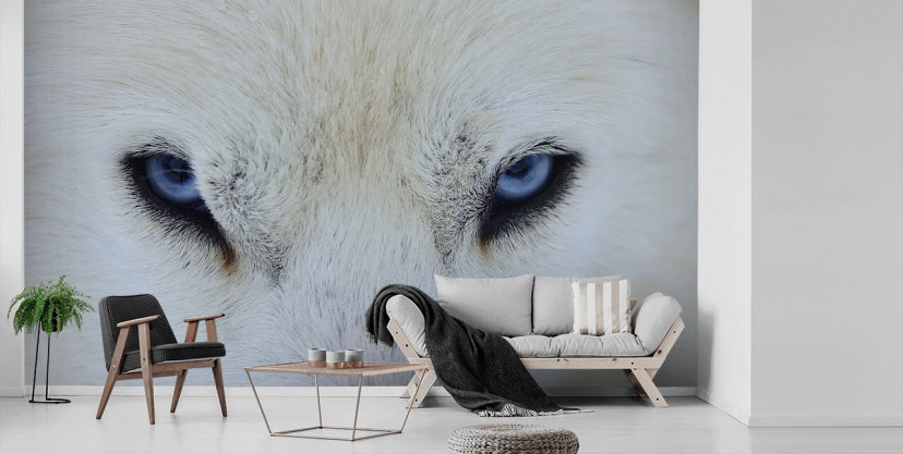 Wolf Wallpaper and Wall Murals | Wallsauce UK