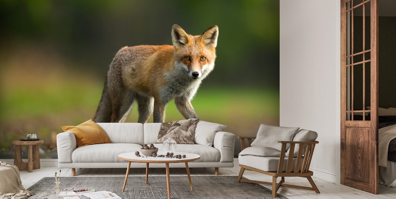 The Red Fox Wall Mural | Wallsauce US