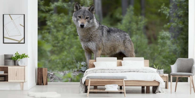 Wolf Wallpaper and Wall Murals | Wallsauce UK