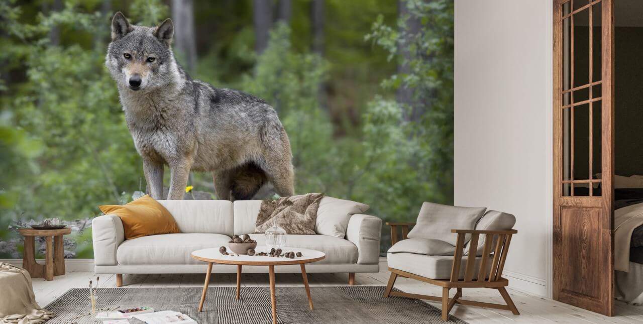 Wolf in the Woods Wall Mural | Wallsauce US