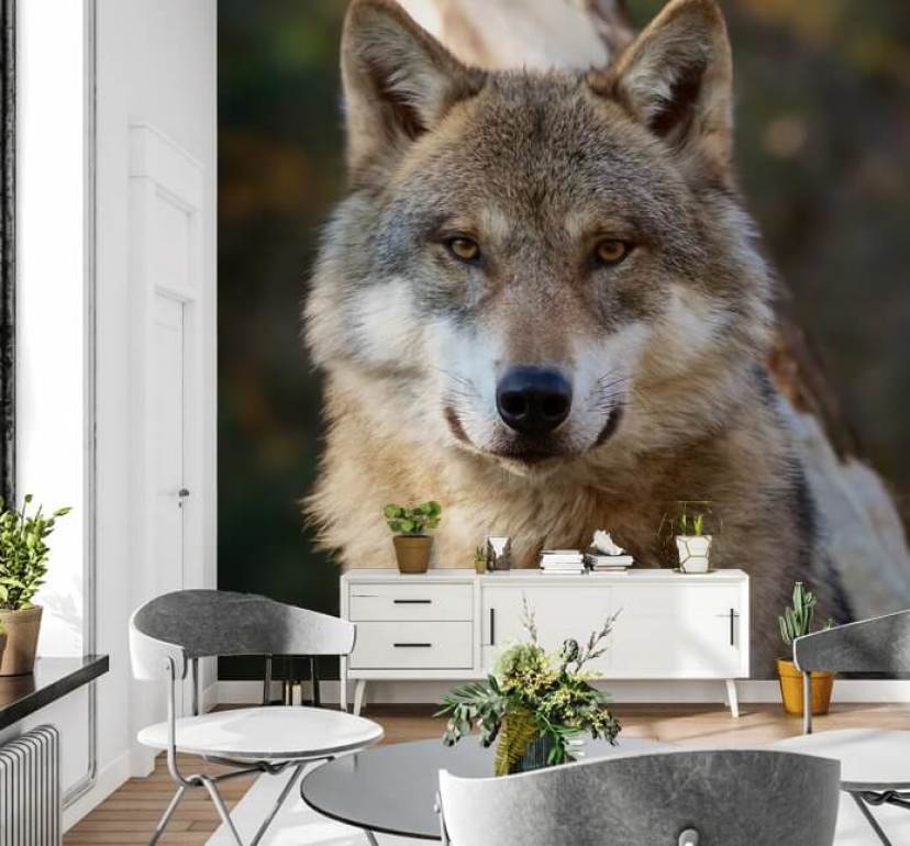 Papel pintado y murales de pared de lobos | Wallsauce ES