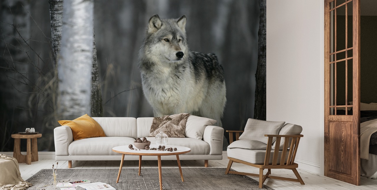 Grey Wolf Prowls Wallpaper | Wallsauce UK