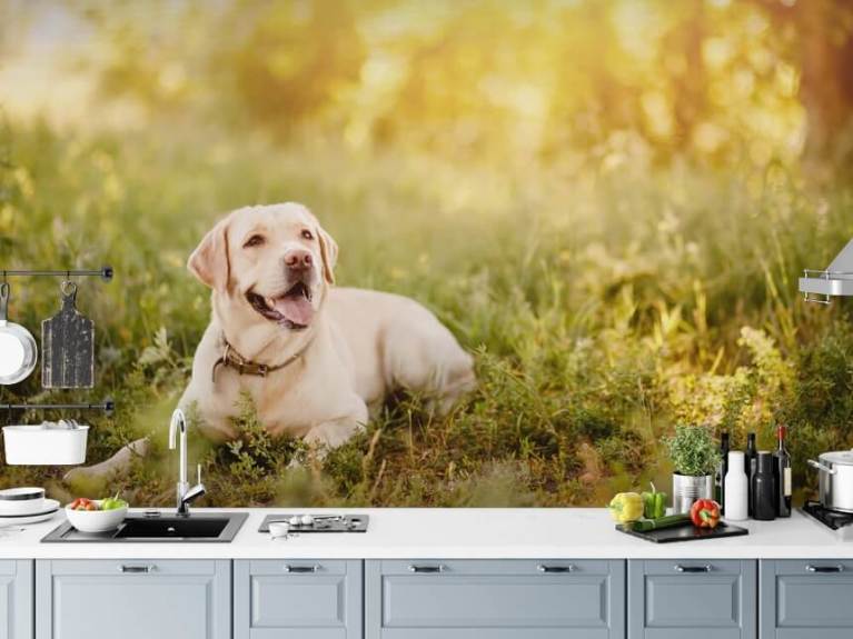 Dog Wallpaper & Wall Murals | Wallsauce US