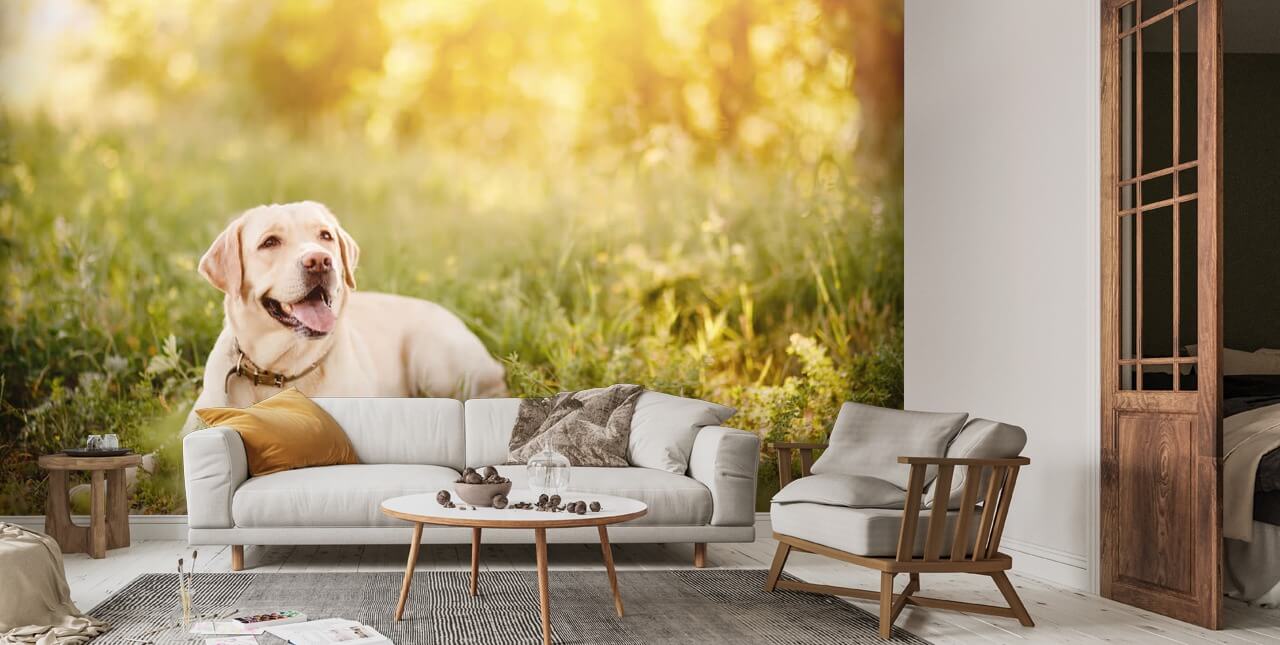 Labrador Smile Wallpaper | Wallsauce AU