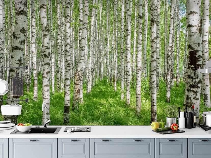 Birch Tree Wallpaper & Wall Murals | Wallsauce UK